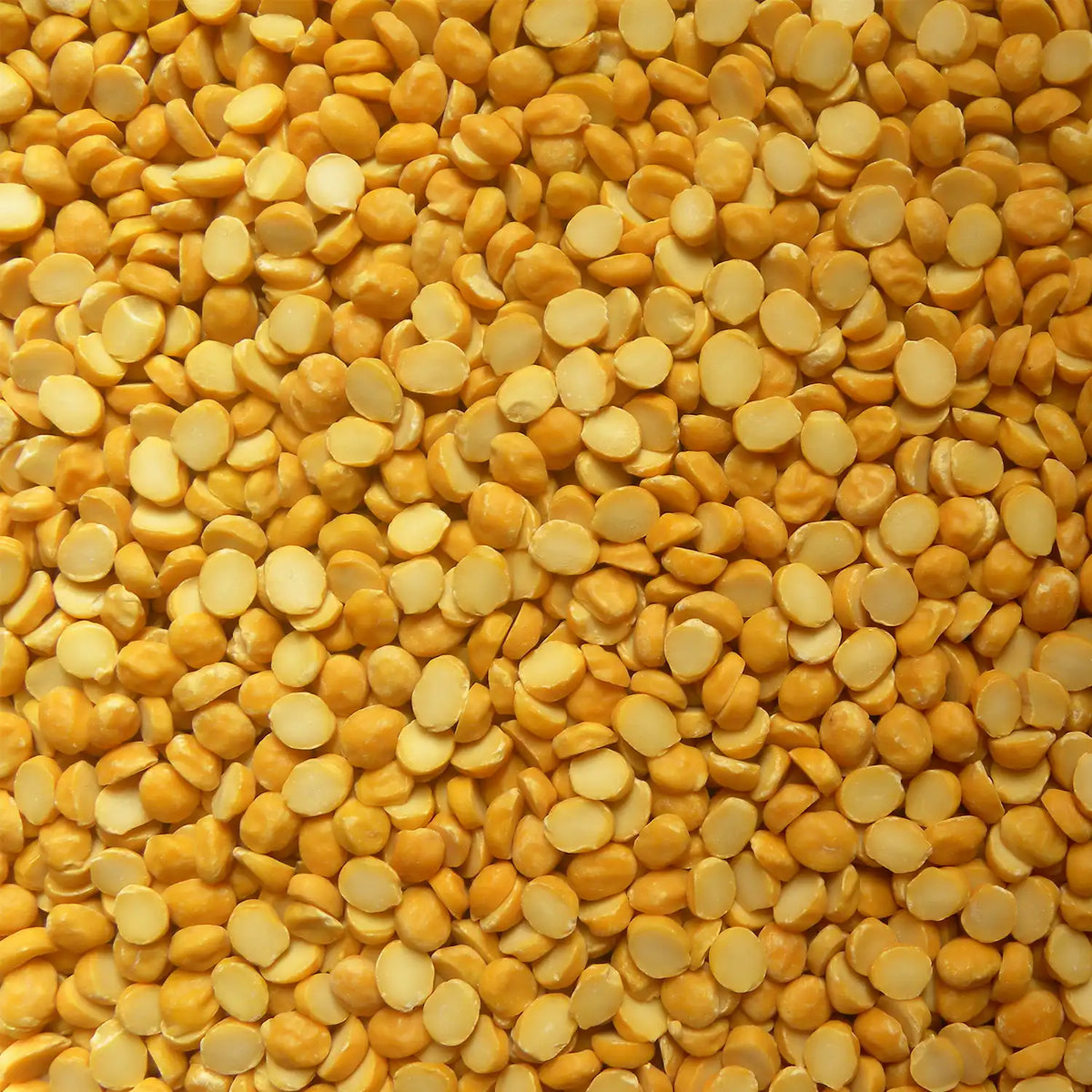 Split Chickpeas Lentils, Chana Dal 55Lbs Clic Wholesale Dal Supplier ...